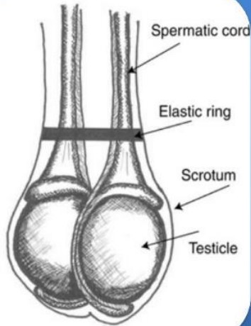Lab 4 Castration Final